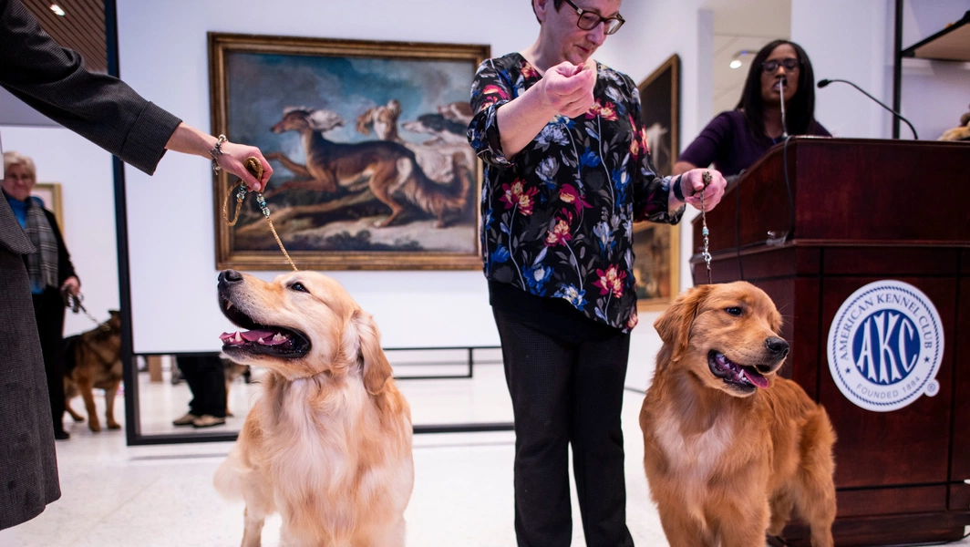 Golden retriever breed standards and traits
