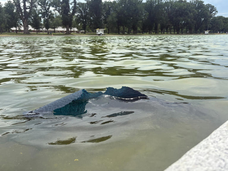 Some of the Lincoln Memorial Reflecting Pool liner appears to be ...