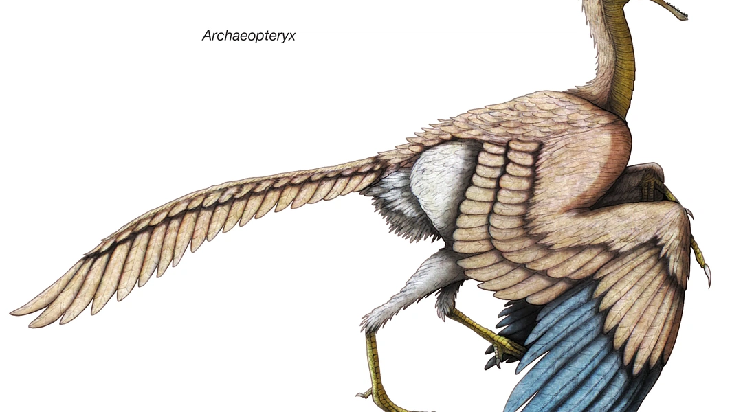 Evolution and survival of prehistoric birds