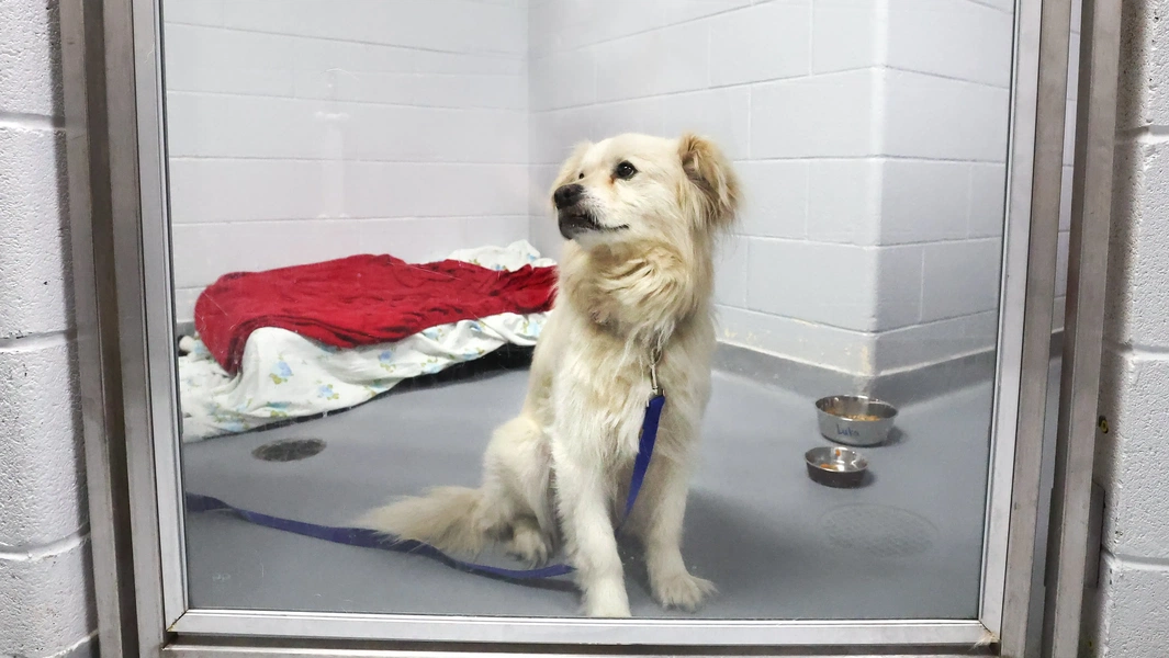 6 inspiring rescue dog transformations