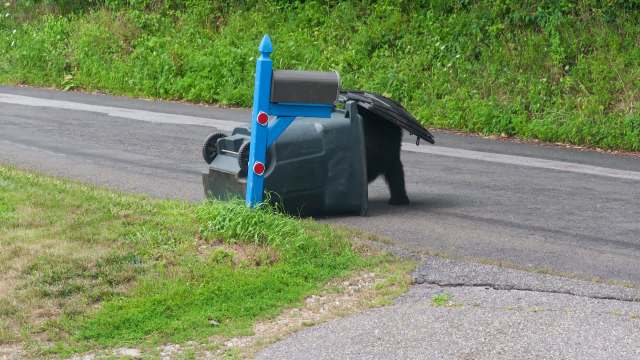 Security cameras catch mountain bear roaming a North Nashville street ...