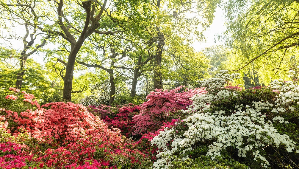 9 shrubs with seasonal blooms and wildlife appeal