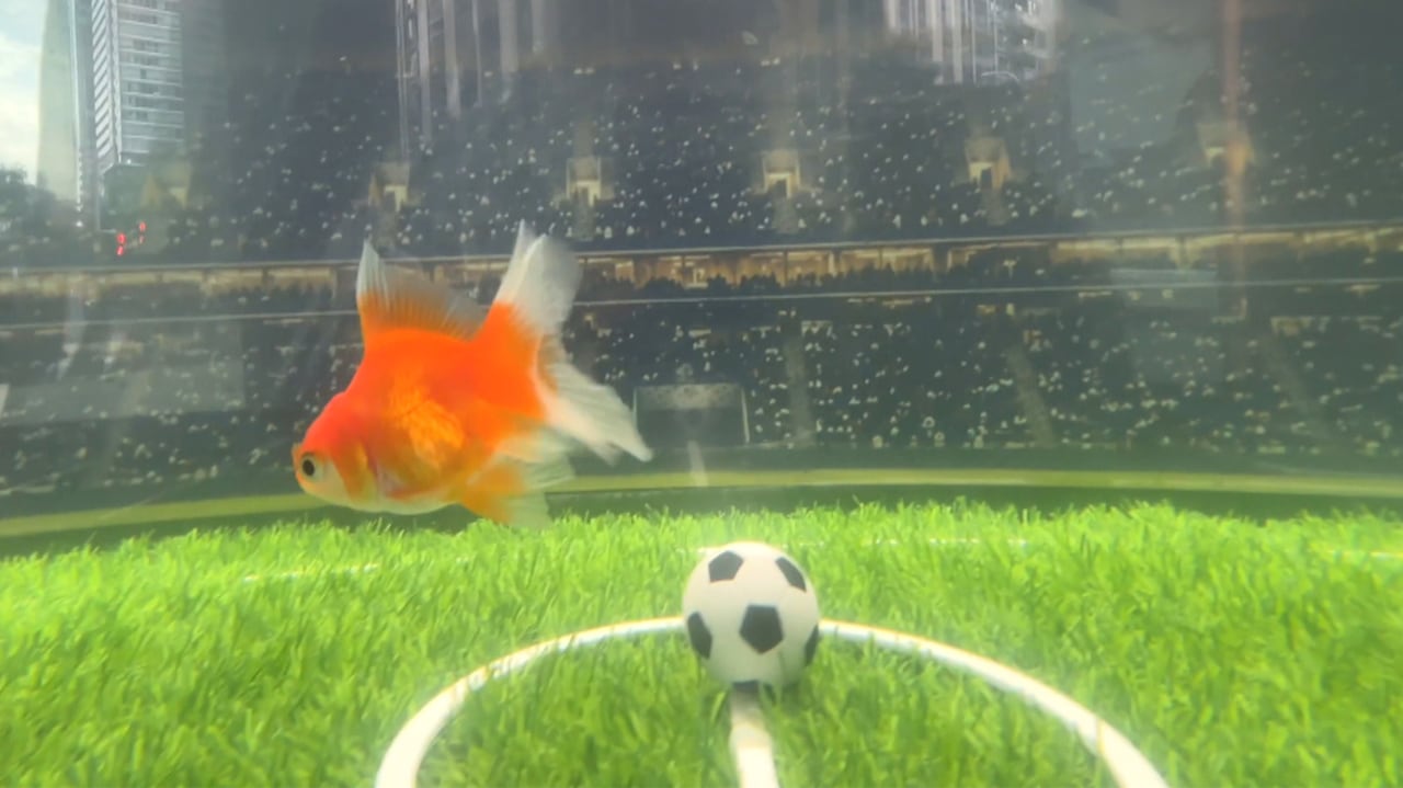 Swimbappé the goldfish predicts Canada's 1st FIFA World Cup win | The ...