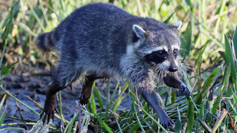 Rabid racoon reported in Hall County