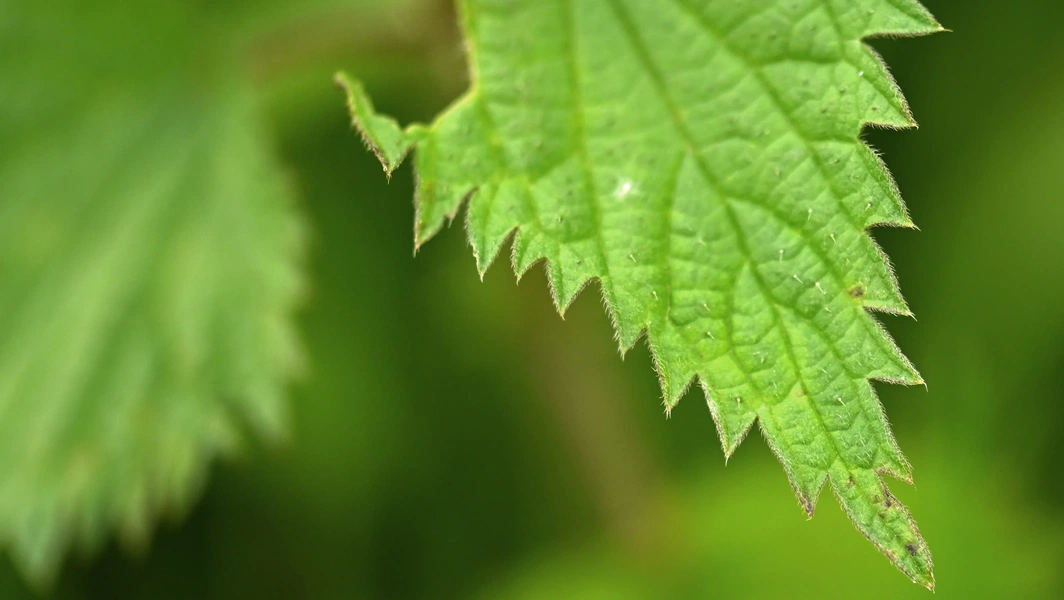 5 natural fertilizers to boost plant health