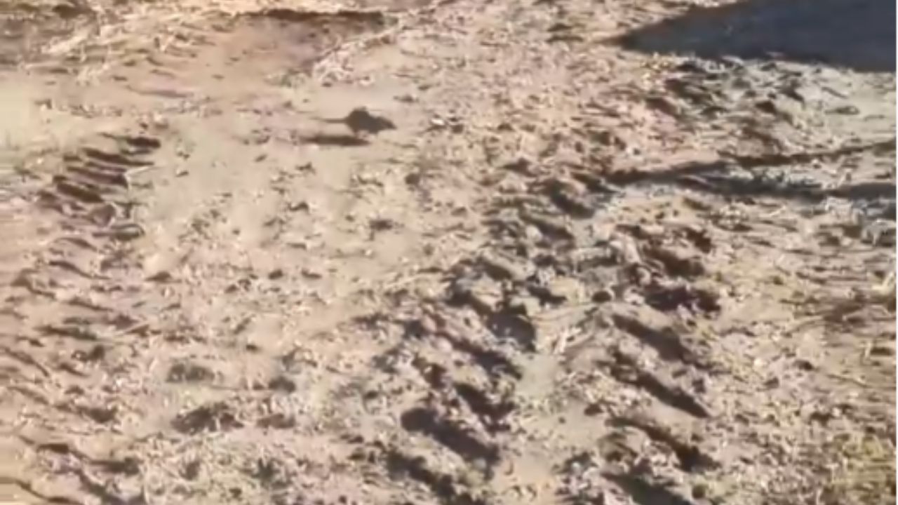 Mouse scrambles for cover during field work