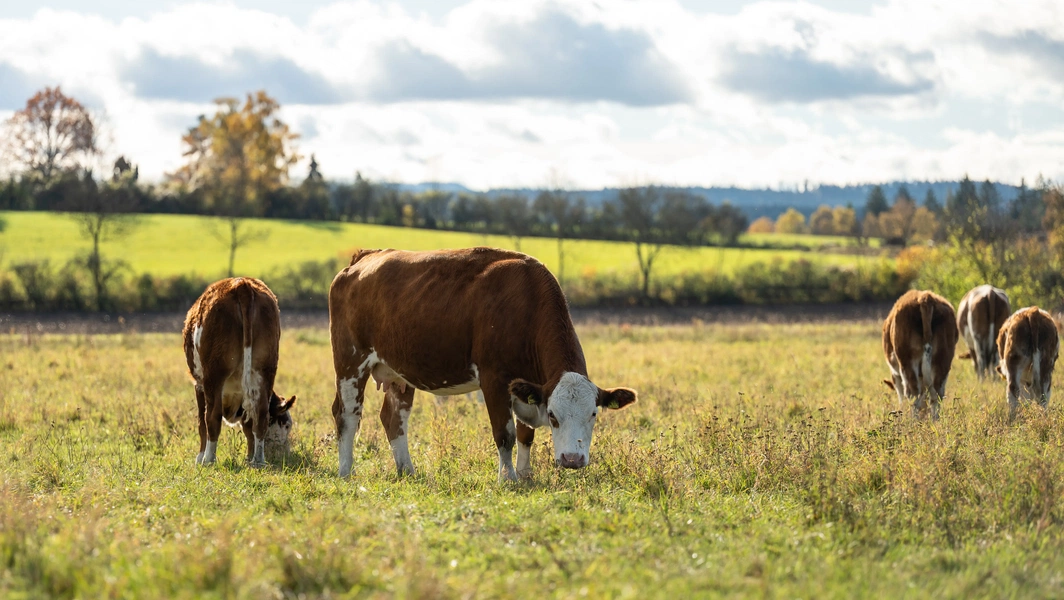 Cows’ intelligence, social bonds, and cultural significance
