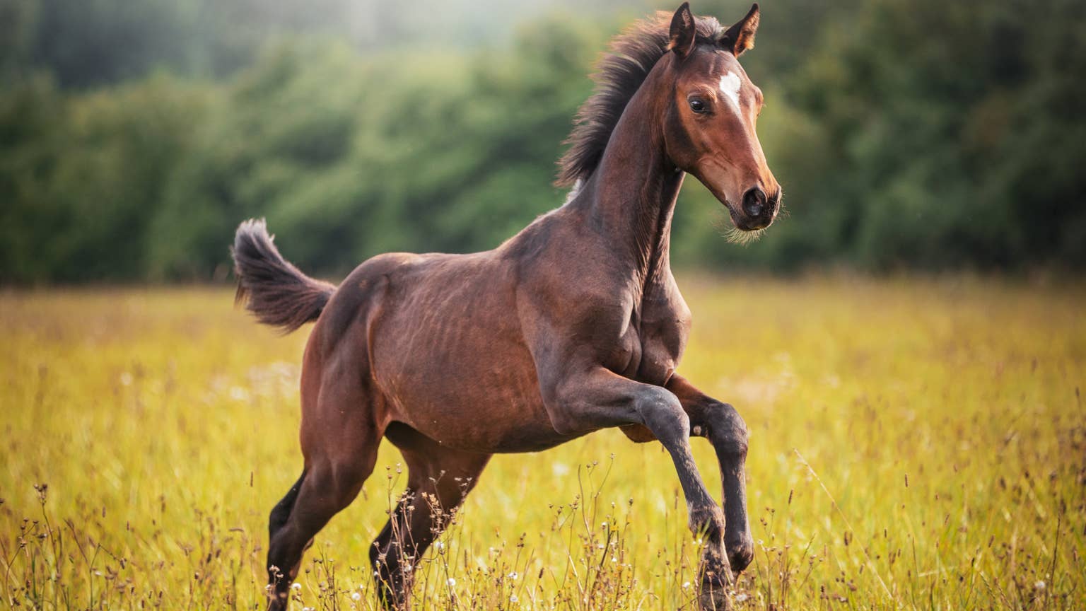 Adorable foal demands playtime with his tired mama horse