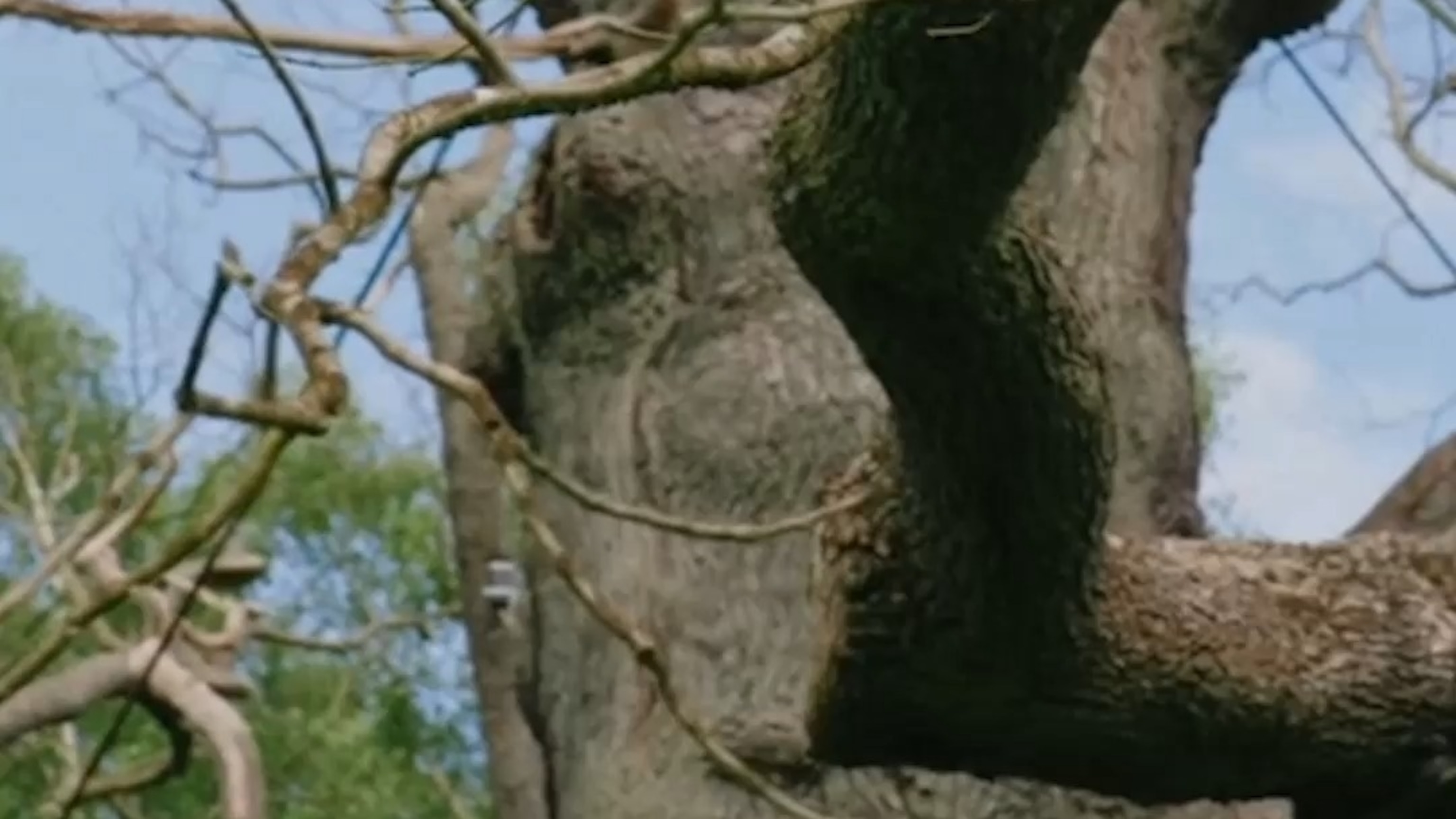 'Robin Hood' oak tree dies in the UK