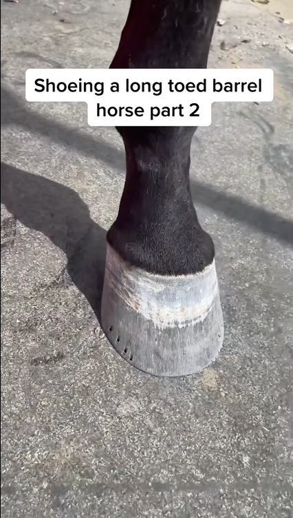 Correcting long toed barrel horse hooves part 2