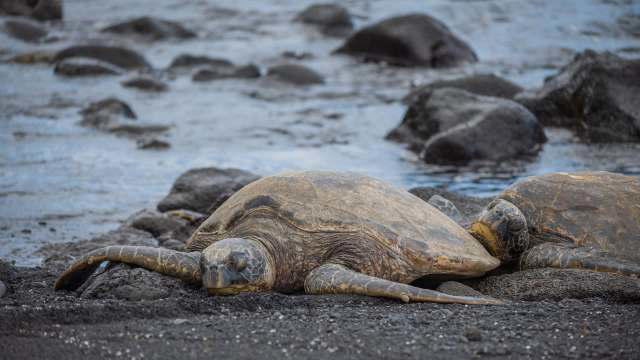 Endangered sea turtles shatter Texas nesting record by mid-June