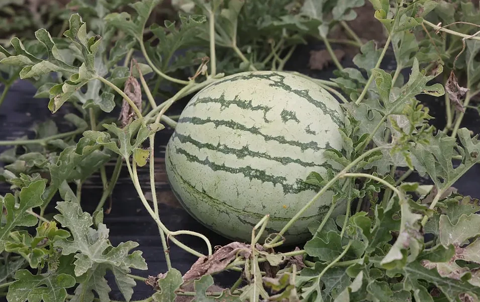 Experts urge washing watermelon to prevent contamination