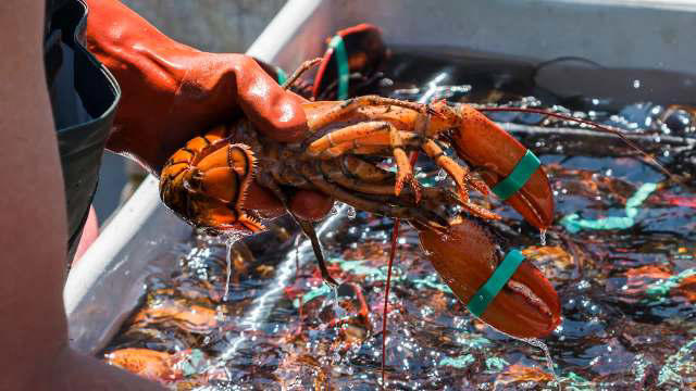 Tell diners their lobster was caught with ropeless gear to protect ...