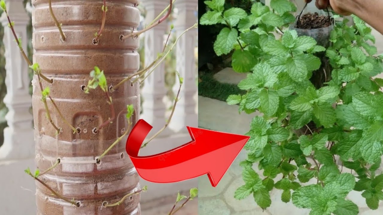 Como plantar hortelã em garrafa PET horta vertical fácil