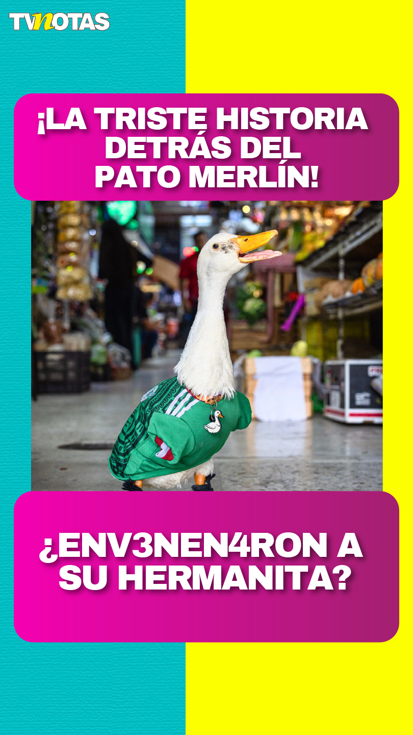 La triste historia detrás del Pato Merlín: llegó tras una dolorosa ...