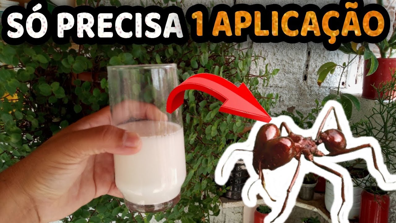 Meio copinho para eliminar formigas rapidamente