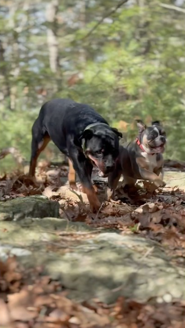 Happy place with Rottweiler and Bulldog puppies