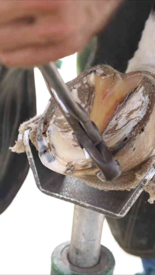 Cutting horse nails with steady hands