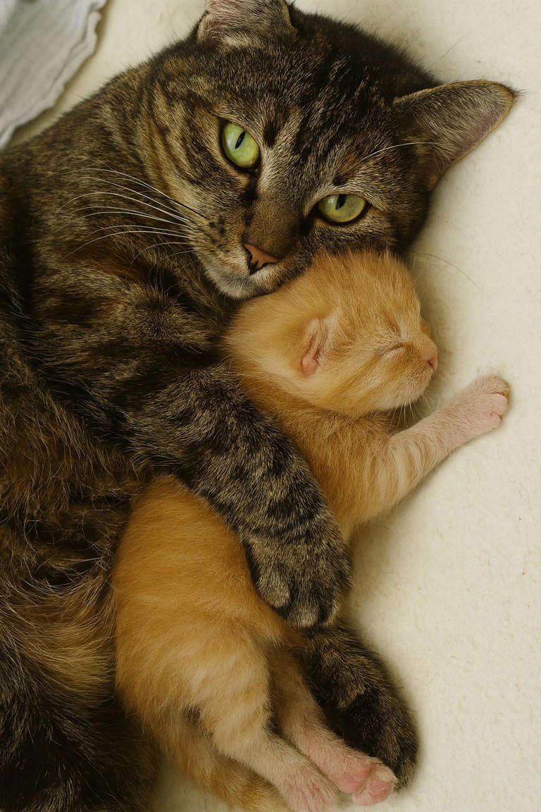 La gatta partorisce un solo cucciolo e non si separa più da lui