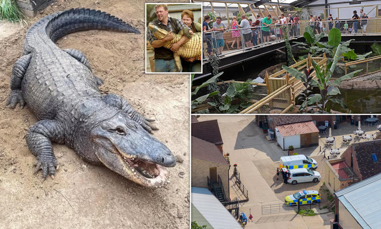 Toddler critical after zoo owner's wife rescued him from croc pit; man ...