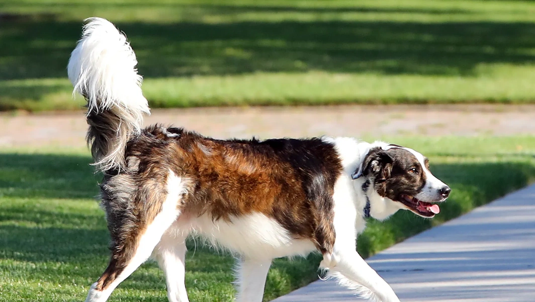 6 tail wags that show canine affection