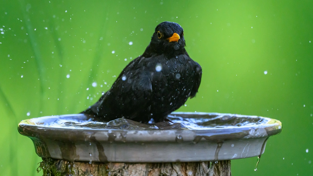 Turn your garden into a bird paradise