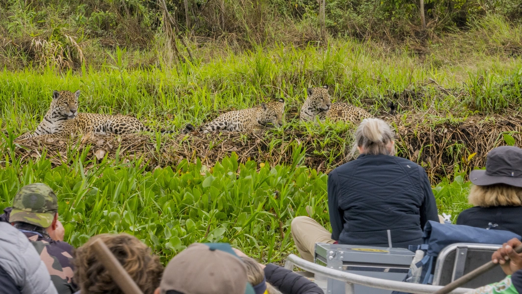 Brazil's apex predators and their habitats
