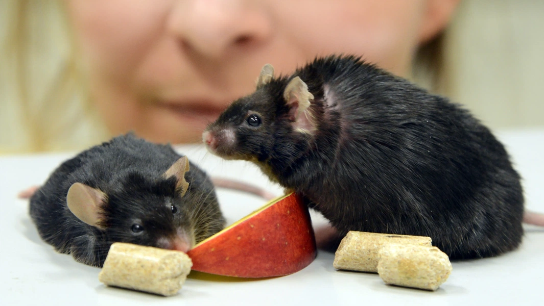 How early diet shapes the brain for life