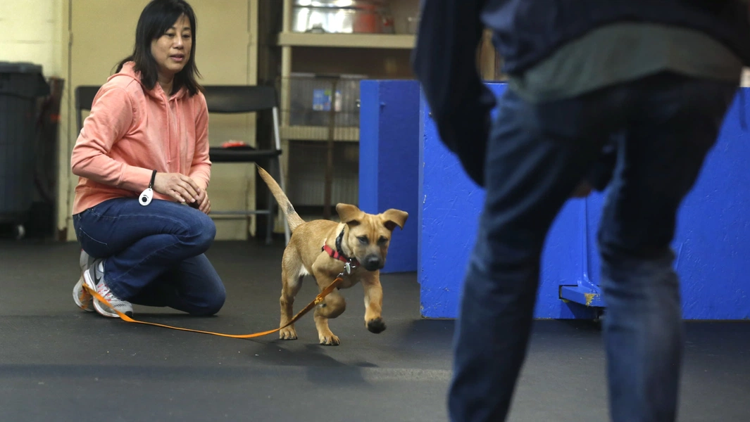 Experts share fixes for common puppy potty training setbacks
