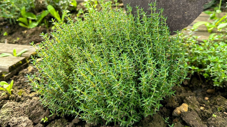 Growing thyme? Here's why you should consider adding gravel to the soil