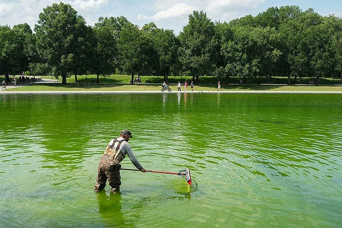 What the Lincoln Memorial’s algae problem teaches us about water ...