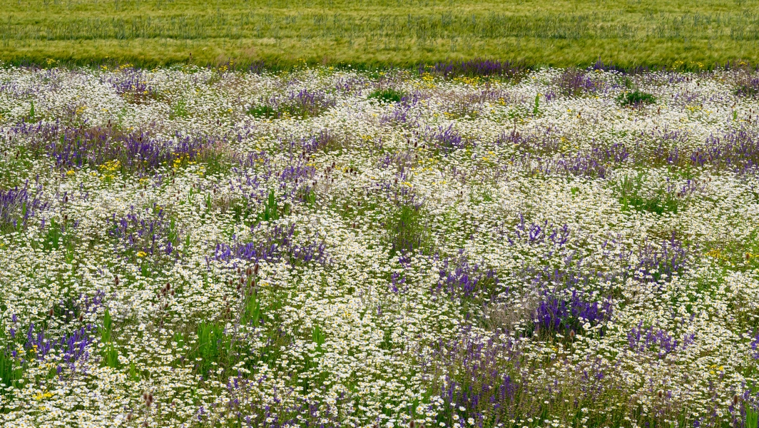 Native plants that love your garden back