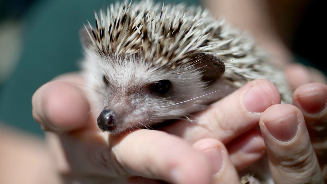 10 unusual animal laws and pet bans in the US