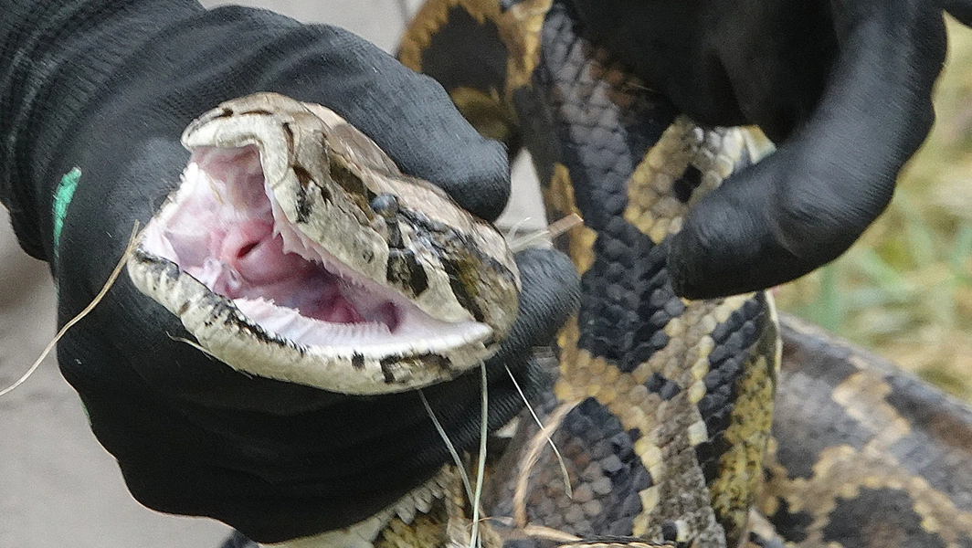 Burmese pythons found to spread seeds in Everglades