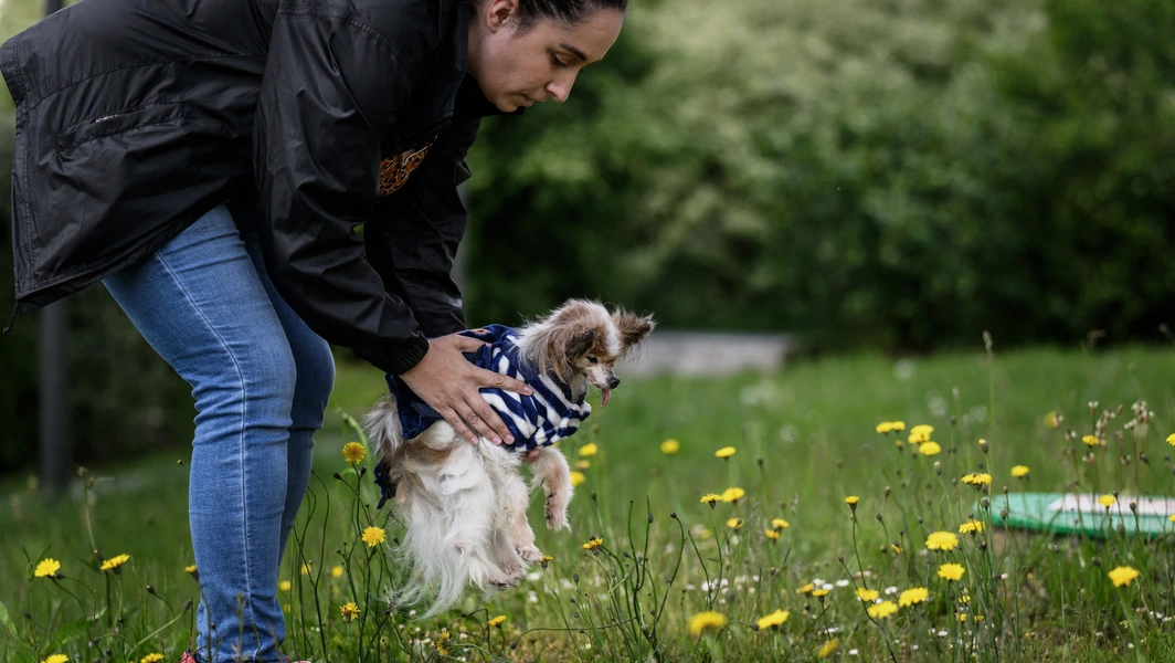 14 intelligent small dog breeds
