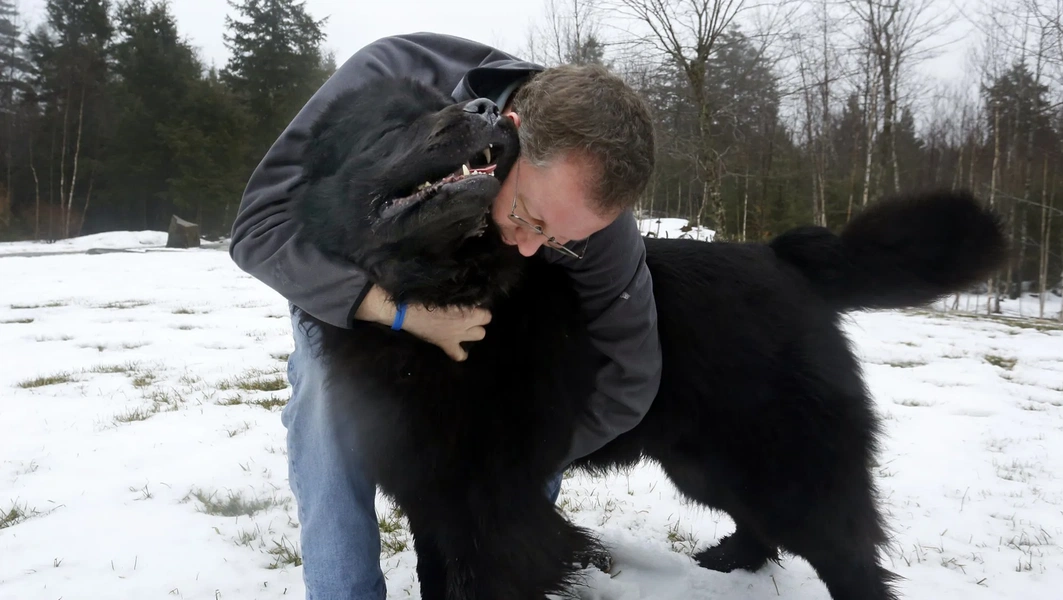 12 gentle and loyal dog breeds for families