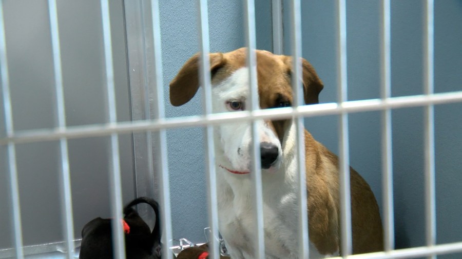 Experts warn pet owners of signs of heatstroke after dog’s death in Tampa