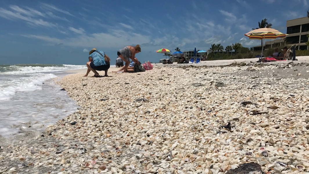 8 stunning Florida beaches for exceptional shelling