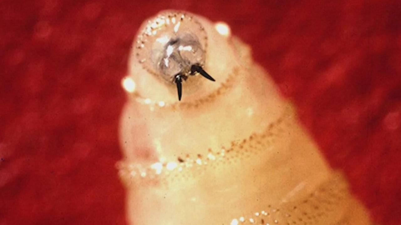 USDA awarding $105 million to projects to eradicate screw worms