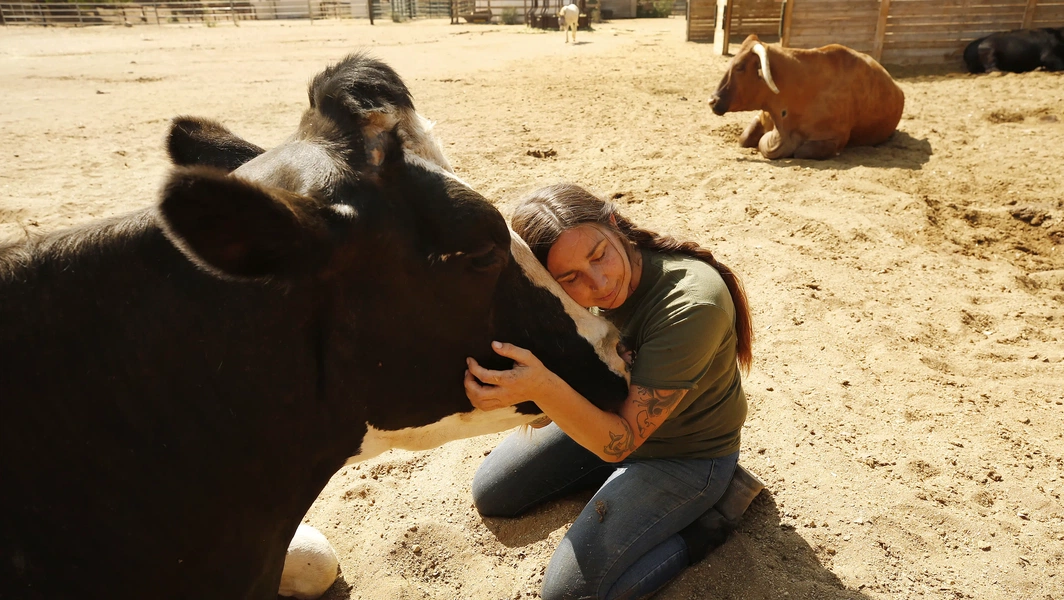 Rescue stories and the science of cow friendships