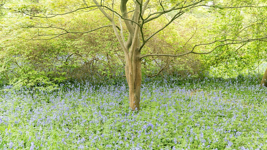 18 flowers perfect for growing under trees