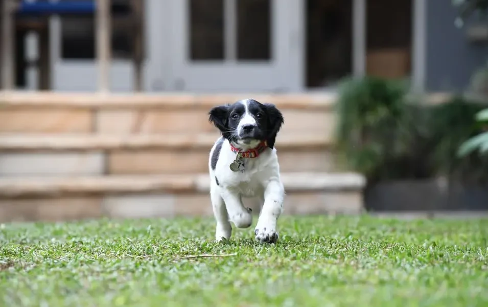 Experts share fixes for common puppy potty training setbacks