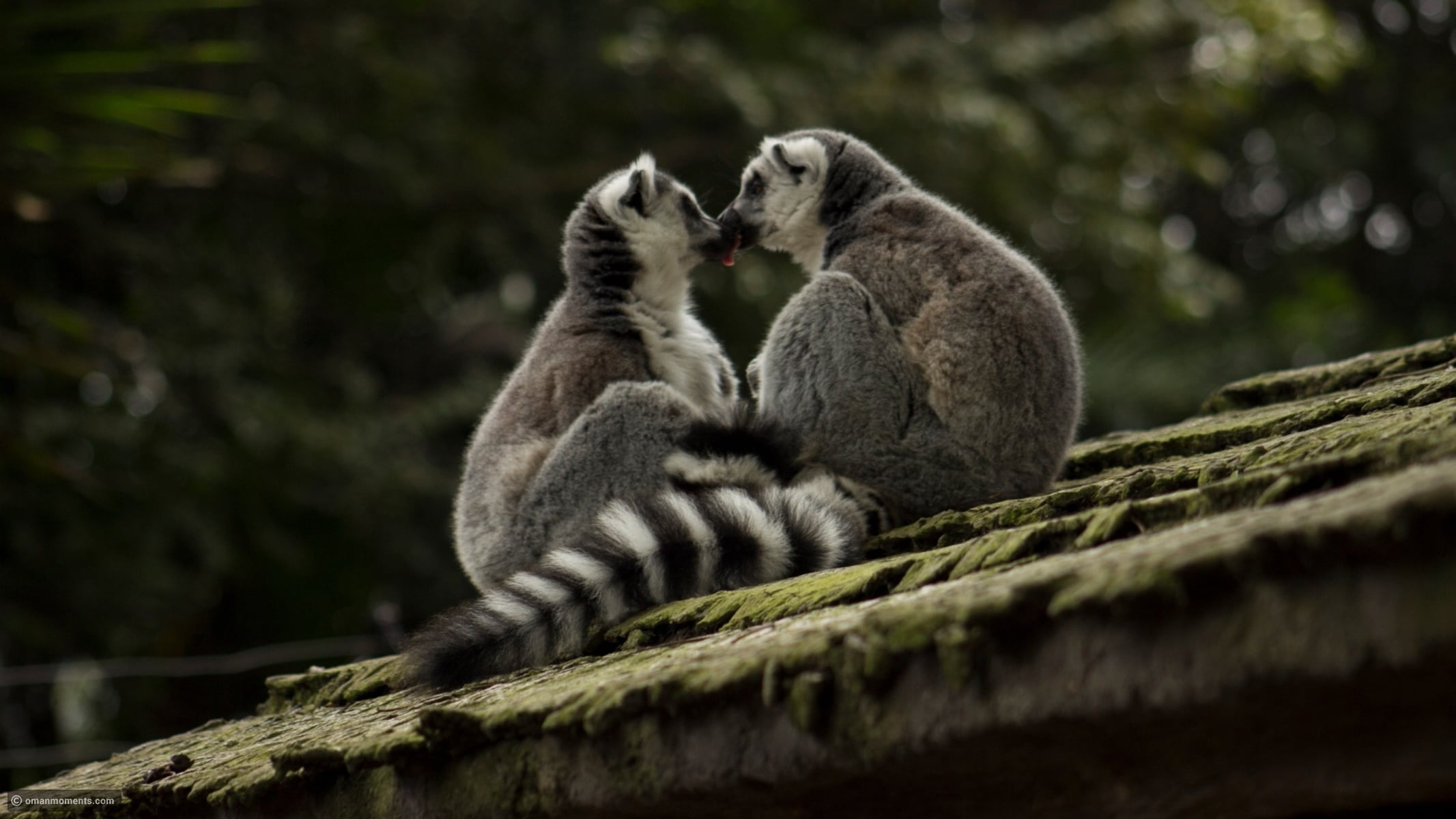 9 odd-looking animals that play surprisingly important roles