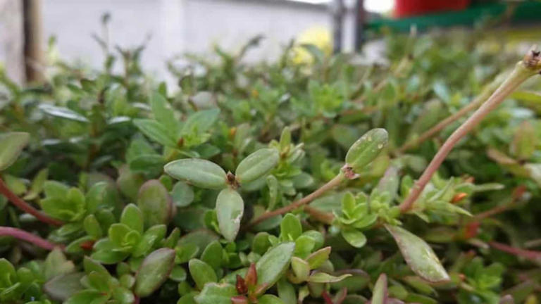 Winter vs summer greens: How seasonal eating changes in India