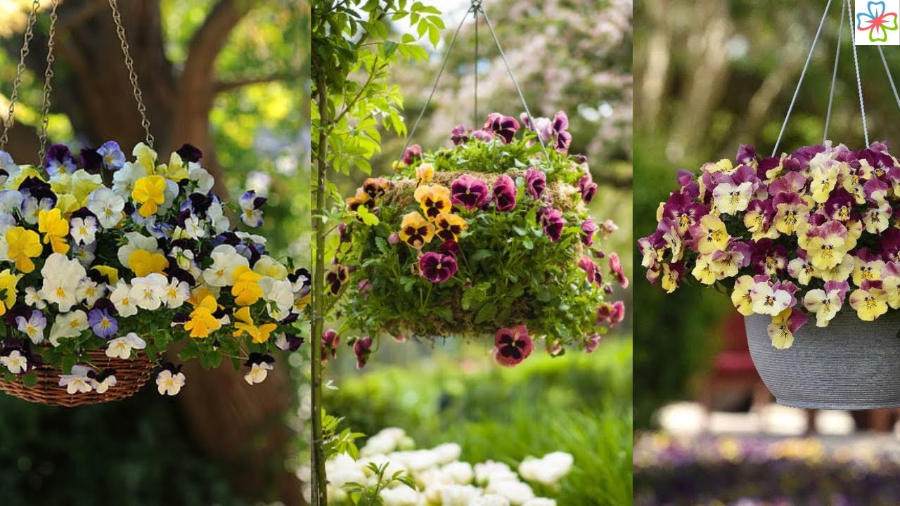 Colorful pansies that instantly transform your garden