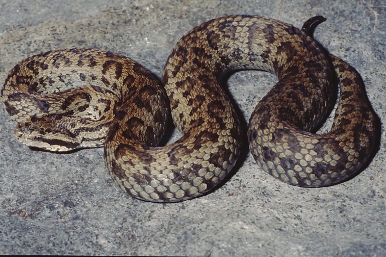 Museum DNA unmasks new Himalayan pit vipers, study says
