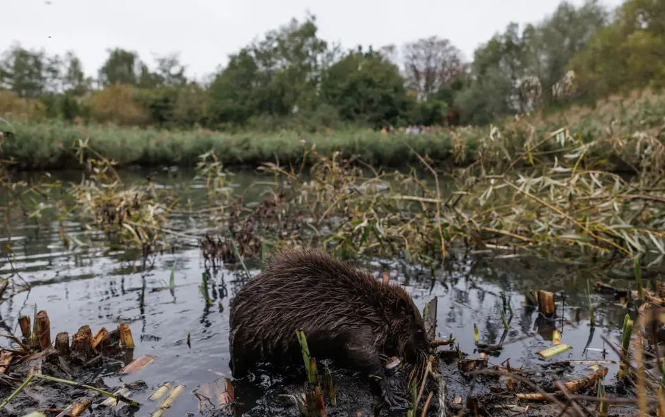 Beavers end decades of flooding at London tube station