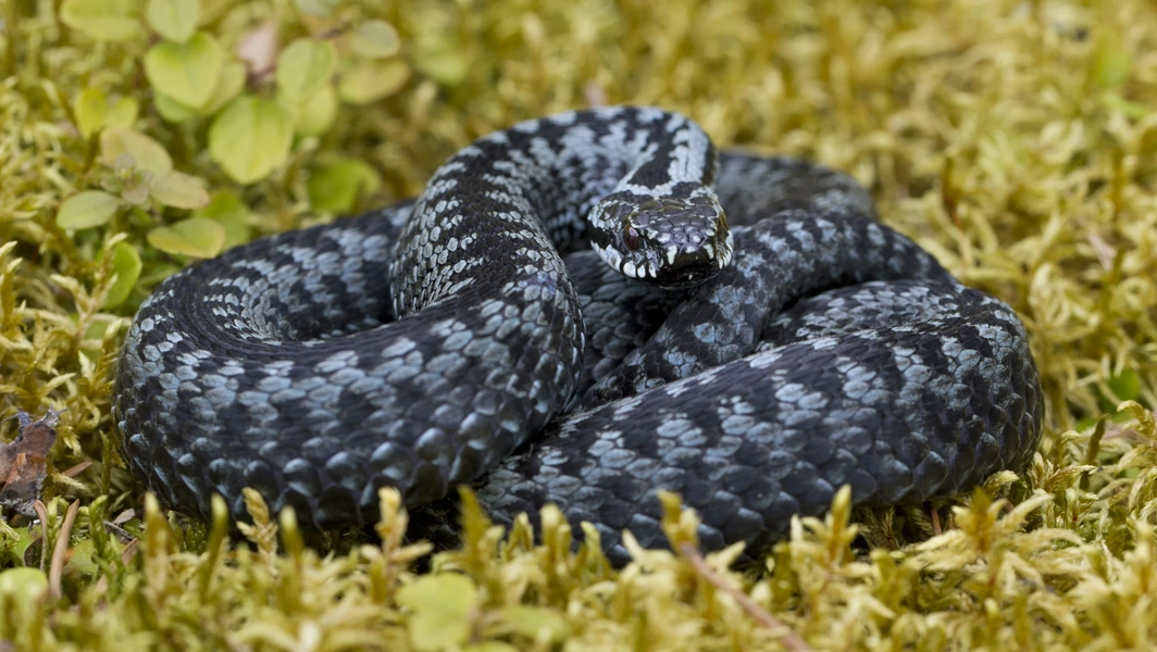 Why snake relocation often backfires