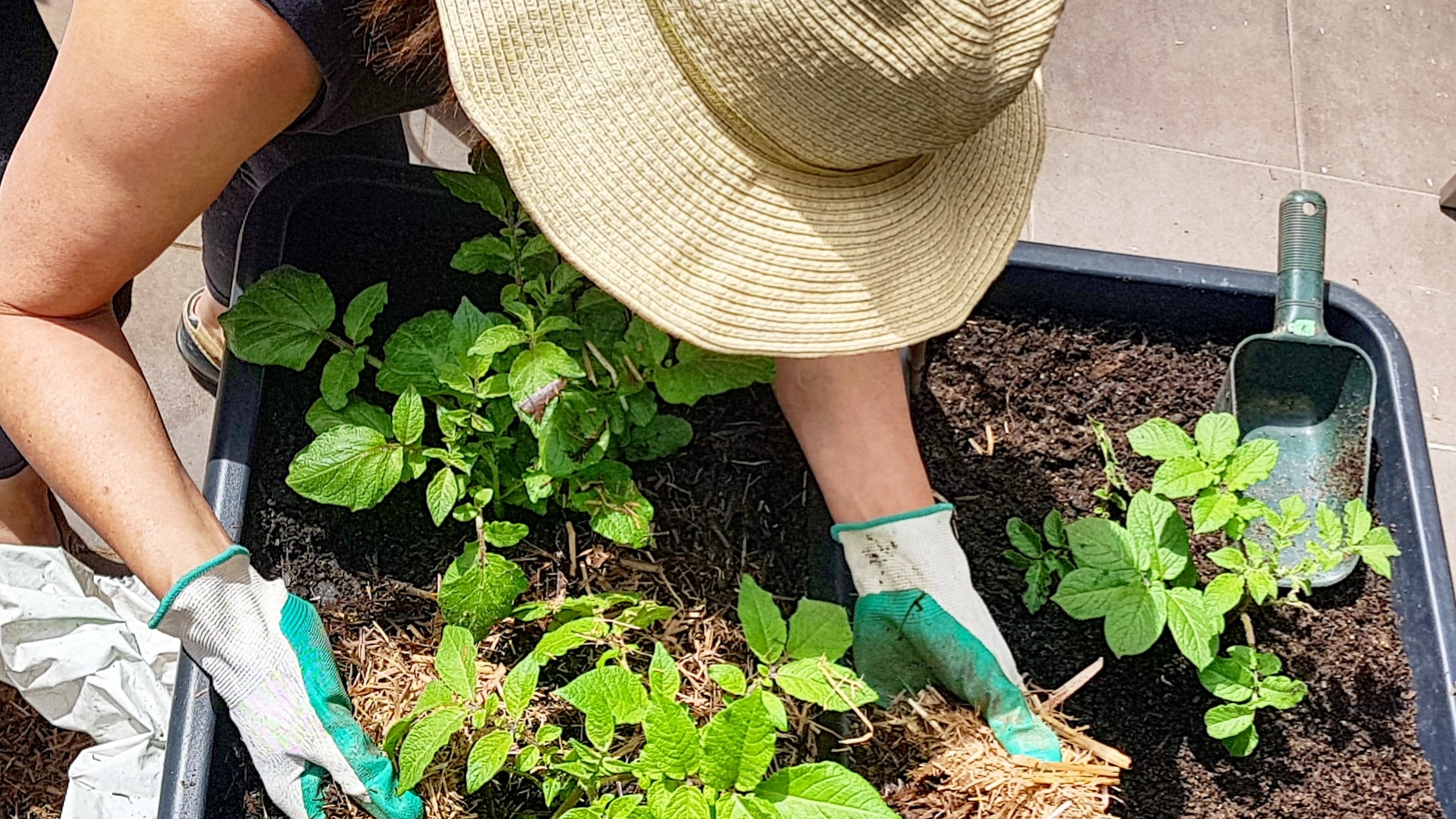 Short on space? These are veggies you can grow indoors and on balconies