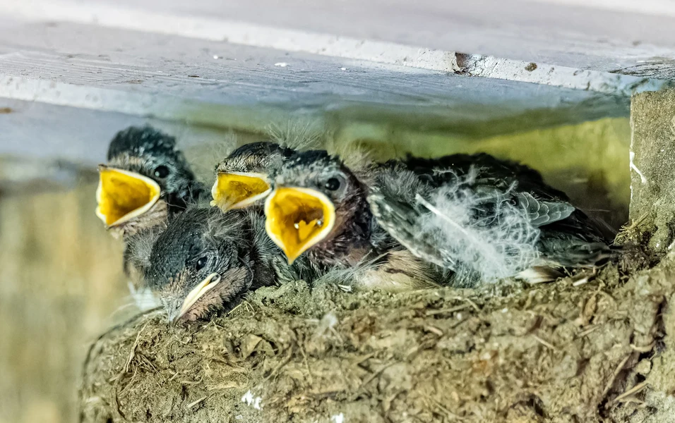 What to do when you find a baby bird